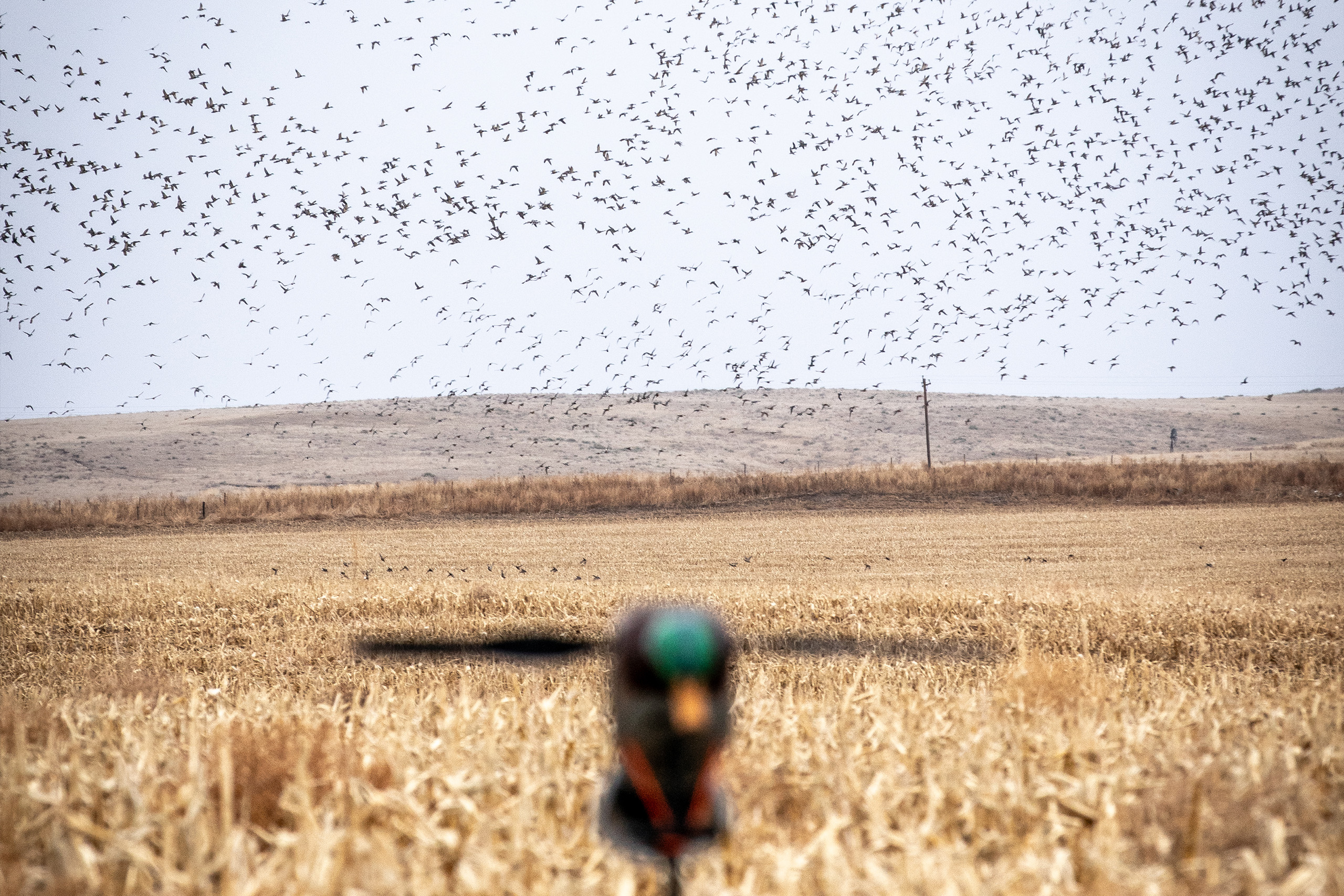 Hunting the Ebb and Flow of November Duck Migration - Lucky Duck Decoys
