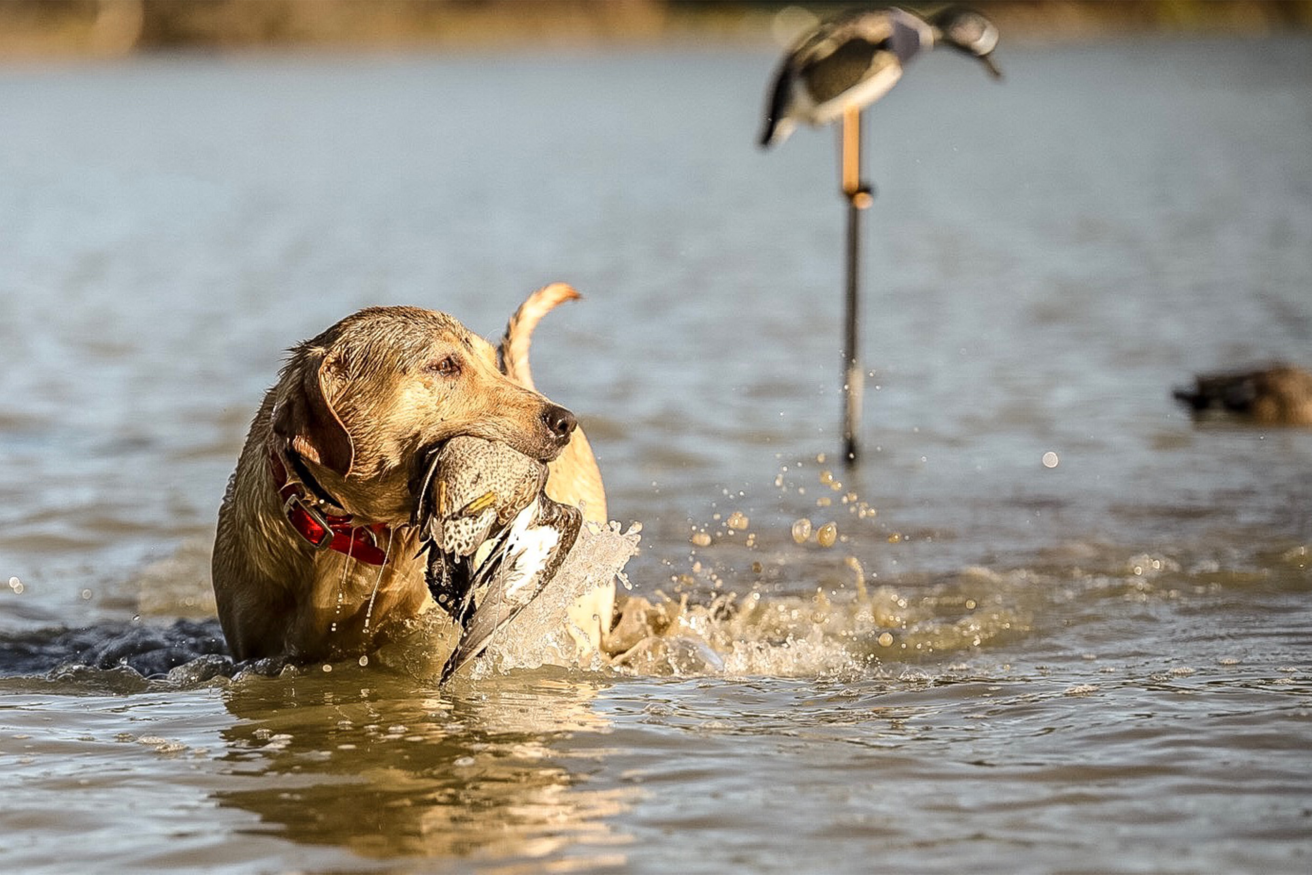 Safety Tips for Protecting Your Retriever This Holiday Season - Lucky ...