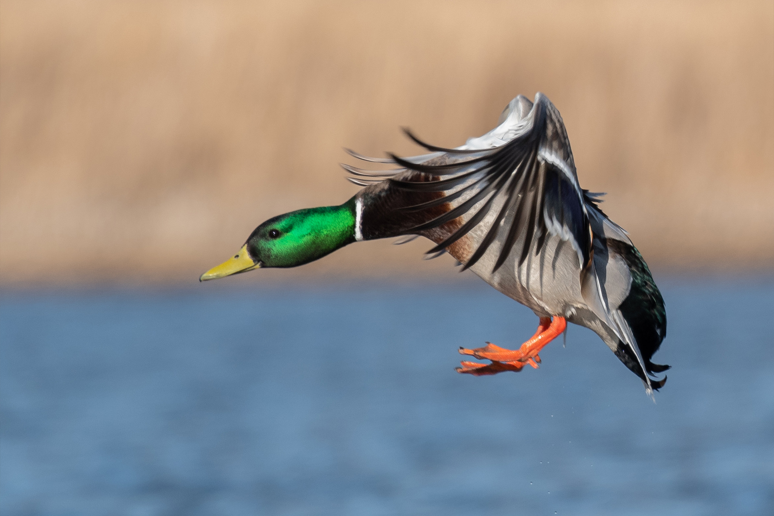 Breeding Ground Insights: May Duck Hunting Prep - Lucky Duck Decoys
