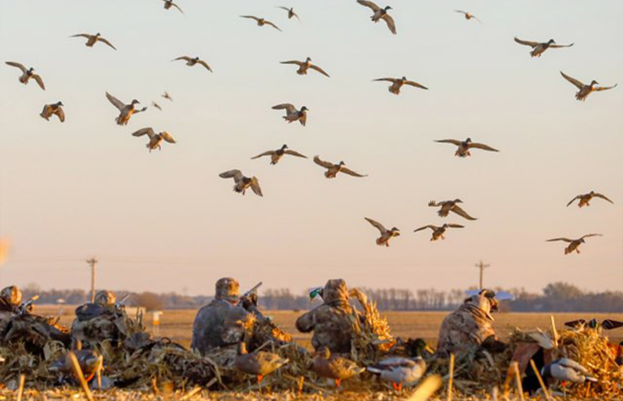 How to Build the Ultimate Duck Spread: Decoy Placement Tips That Work ...