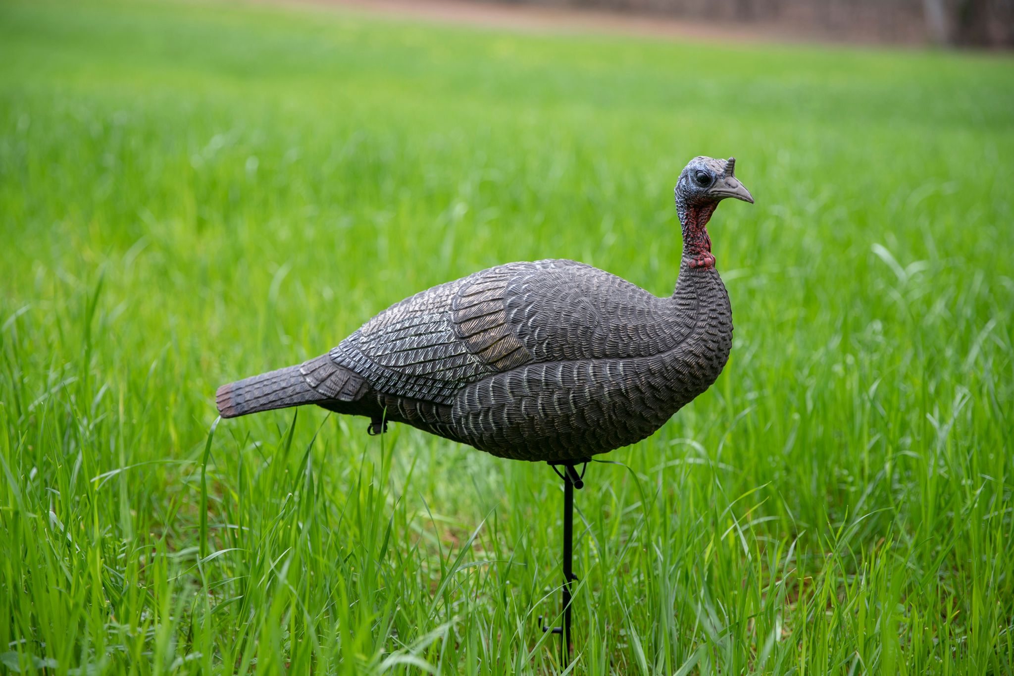 Phase Three - Stages of Decoys in the Spring Season - Lucky Duck Decoys