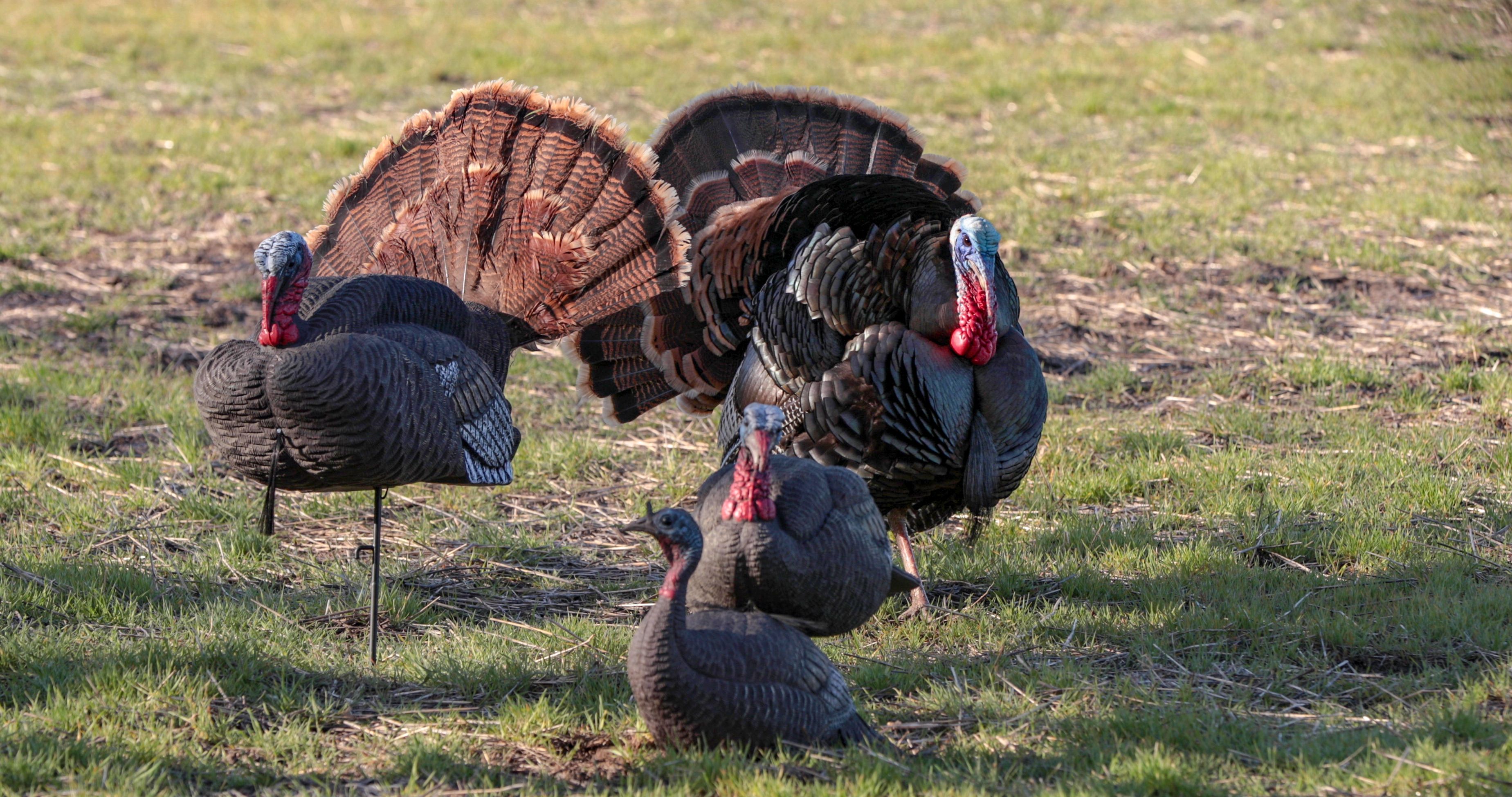 Phase Two - Stages of Decoys in the Spring Season - Lucky Duck Decoys