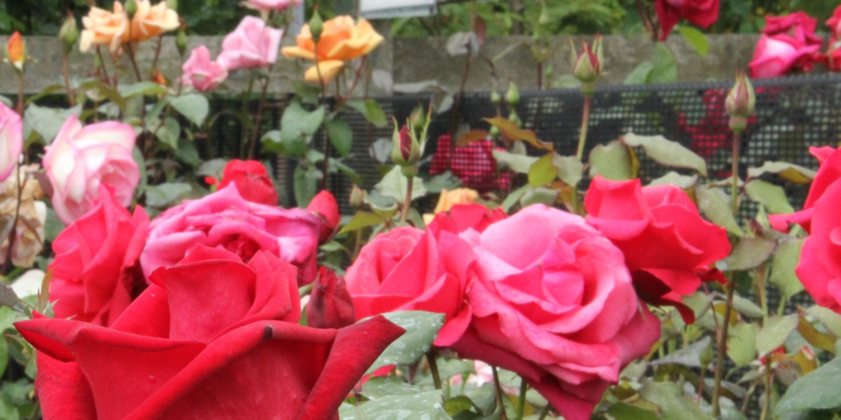 Buy plants by post from R.V.Roger Ltd