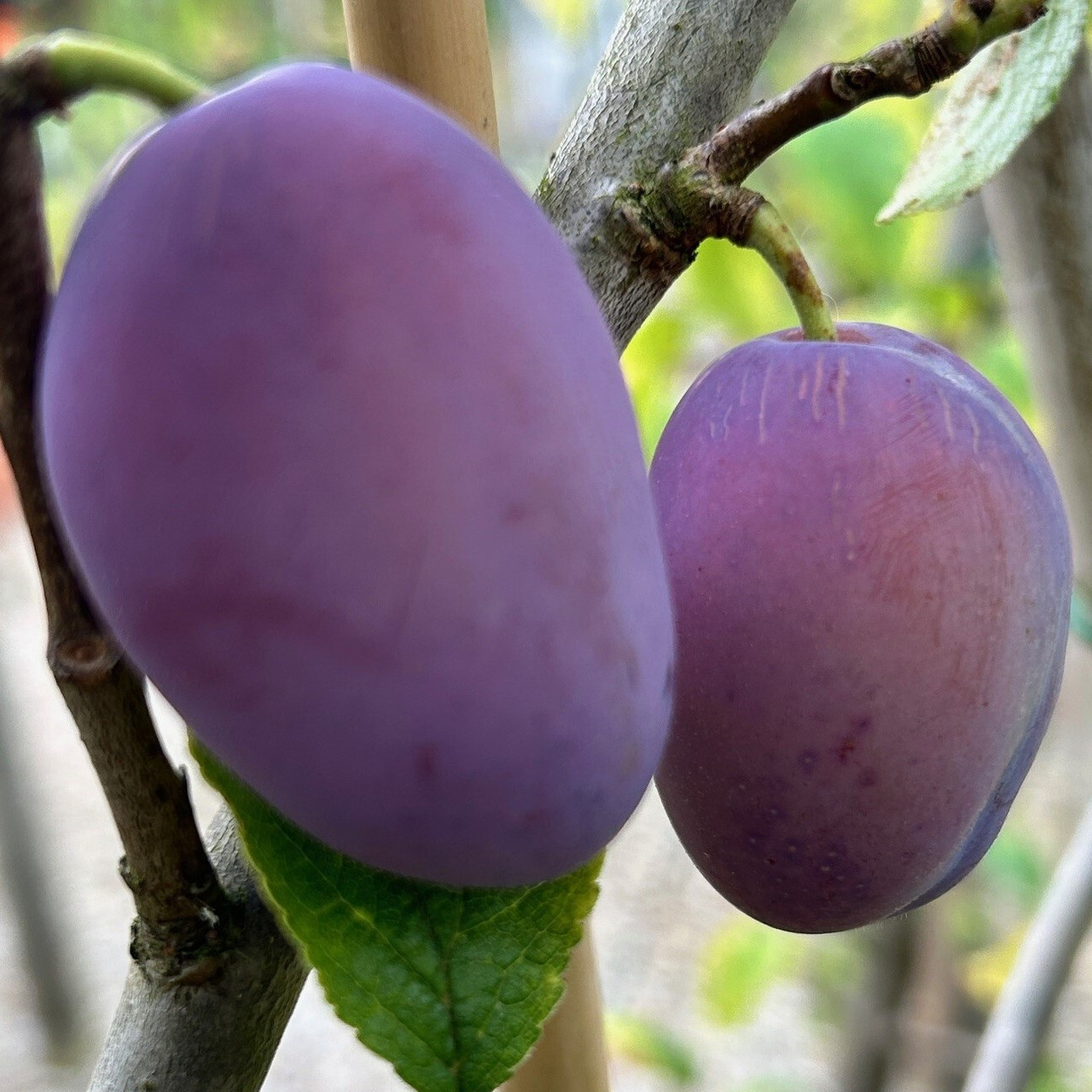 Fan-trained fruit trees - buy online from R V Roger Ltd