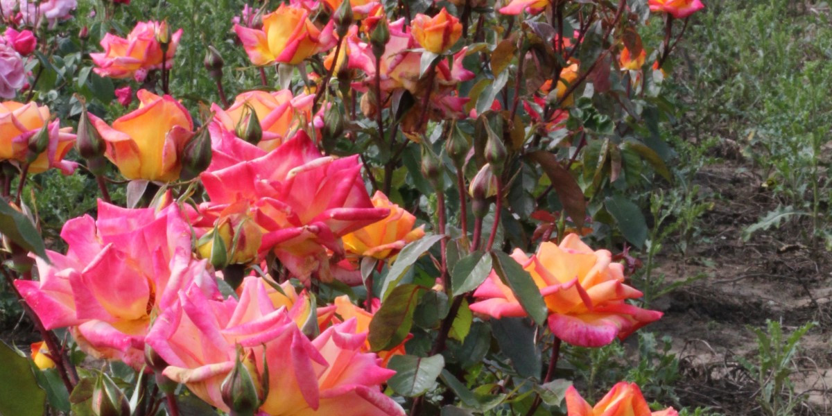 Buy plants by post from R.V.Roger Ltd