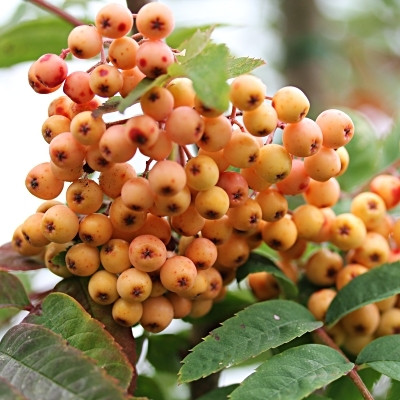 Trees - Sorbus - Page 1 - RV Roger Ltd