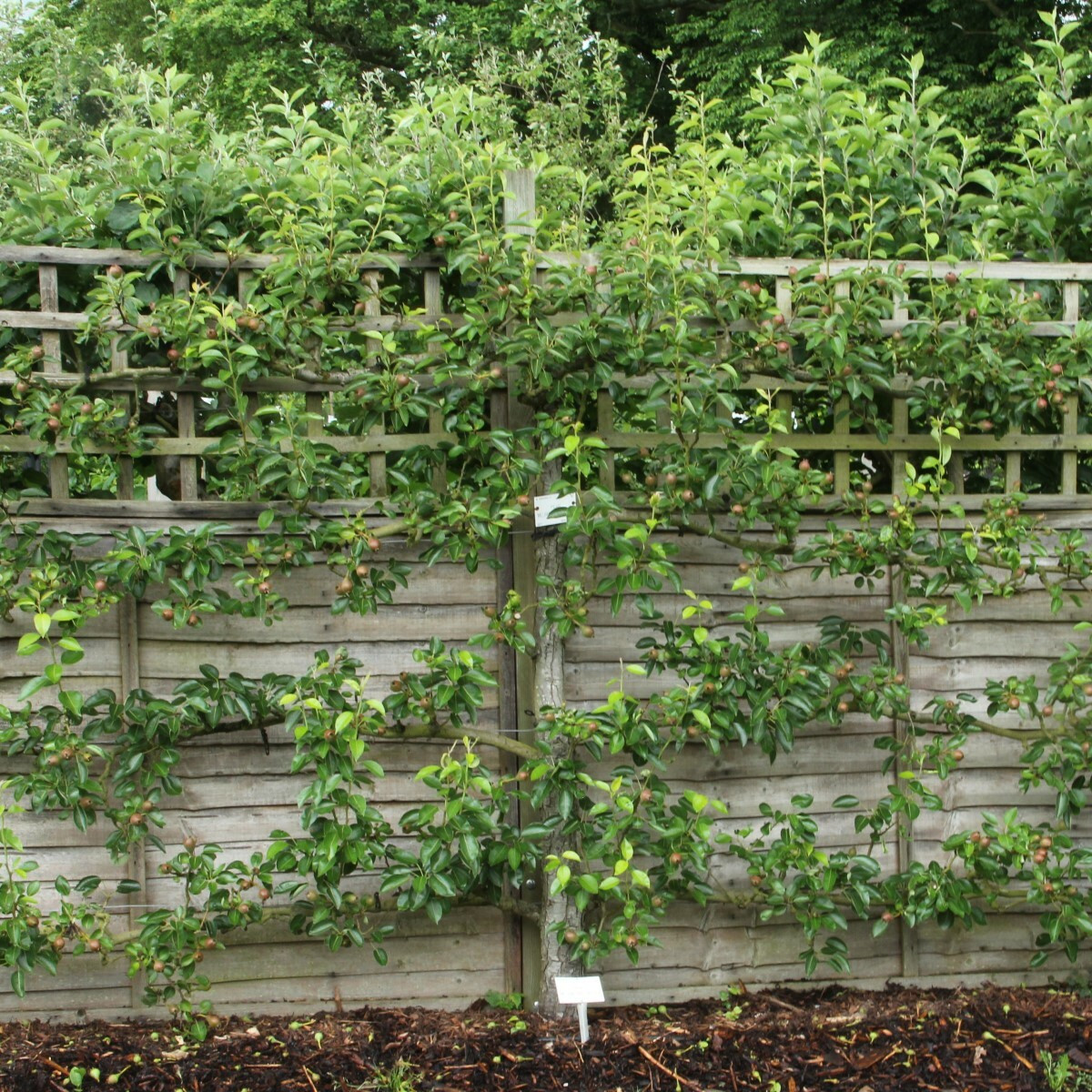 Espalier fruit trees - buy online from R V Roger Ltd