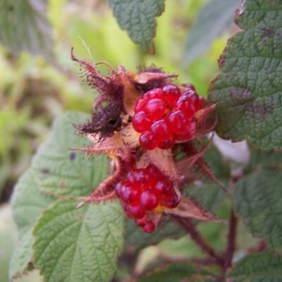 Japanese Wineberry plants - from RV Roger Ltd.