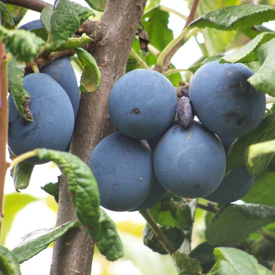 Damson Trees - buy online from R V Roger Ltd