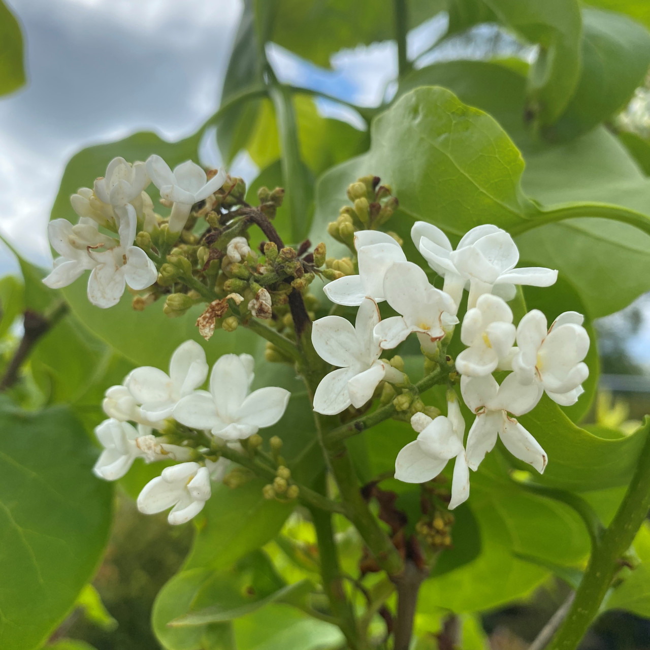 Syringa vulgaris 'Mme. Florent Stepman'- buy shrubs online from RV ...