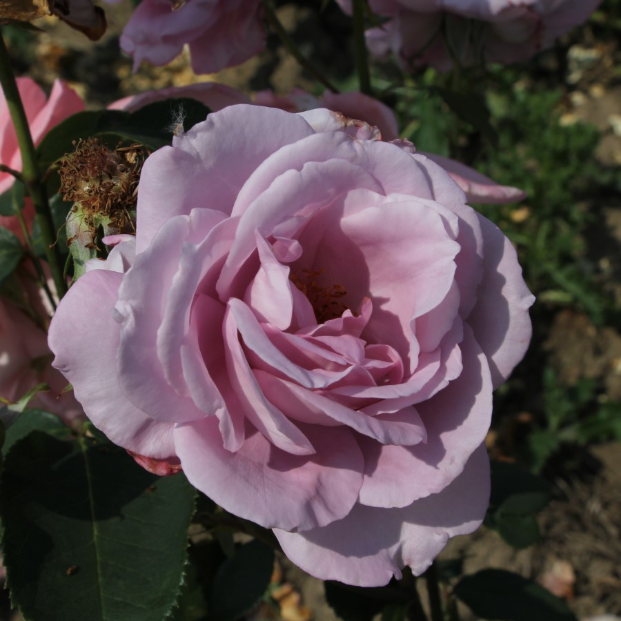 Rosa 'Blue Moon'- buy roses online from RV Roger Ltd