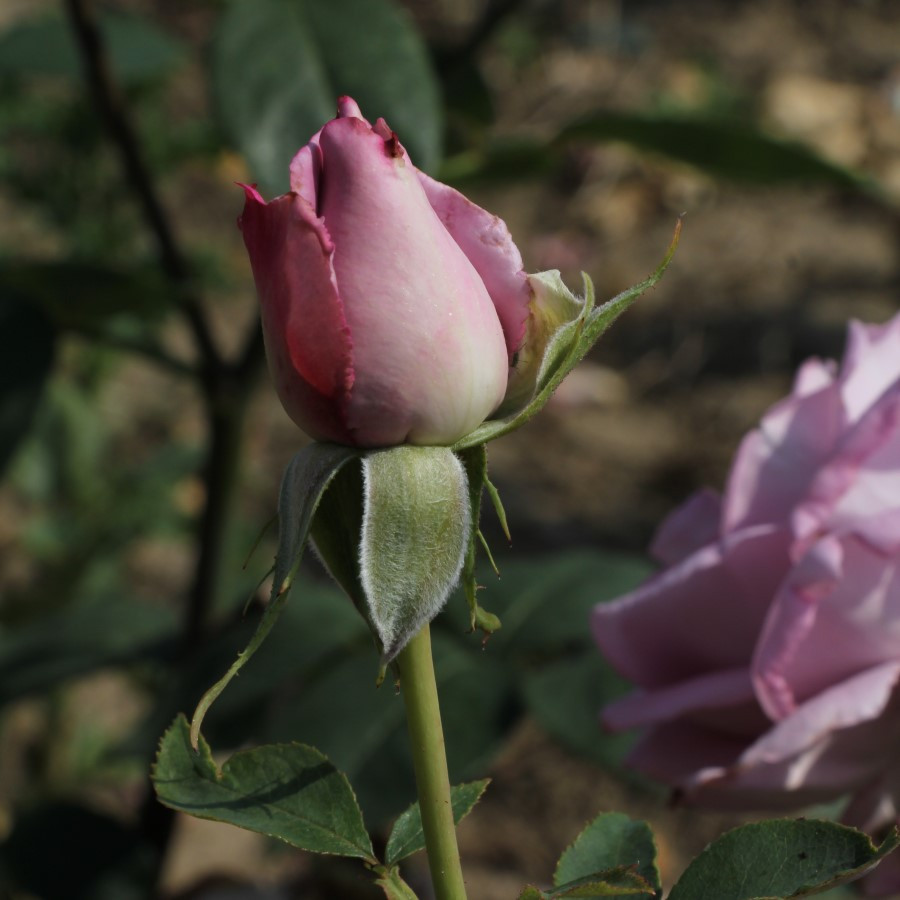 Rosa 'Blue Moon'- buy roses online from RV Roger Ltd