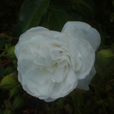 Rosa 'Shailer's White Moss'- buy roses online from RV Roger Ltd