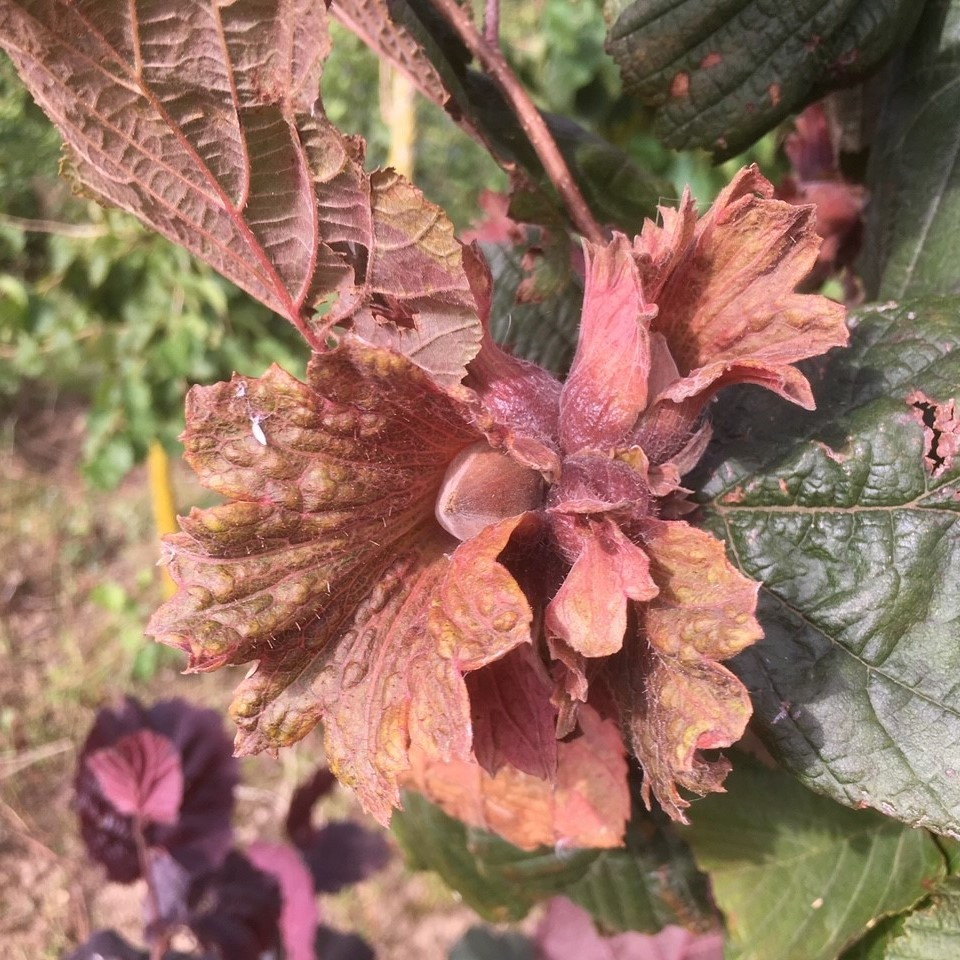 Filbert - Purpurea- buy nut trees online from RV Roger Ltd