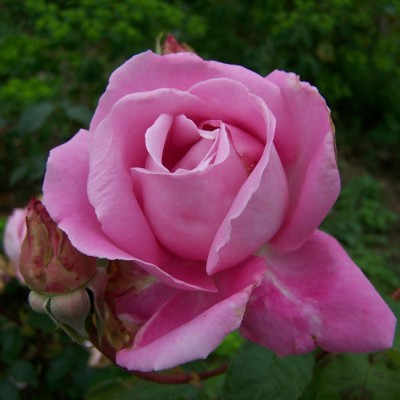 Roses - from RV Roger Ltd.