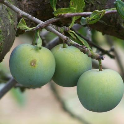 A Guide to Growing Greengages - RV Roger Ltd