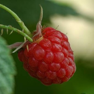 A Guide to Growing the Tastiest Raspberries - RV Roger Ltd