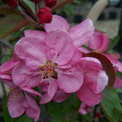 Trees - Malus - Page 1 - RV Roger Ltd