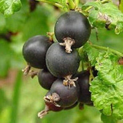 Jostaberry plants - from RV Roger Ltd.