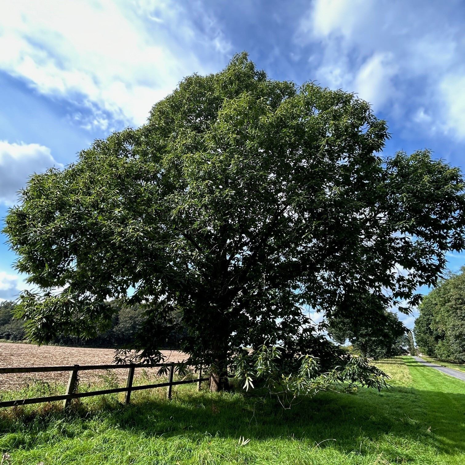 Trees - RV Roger Ltd