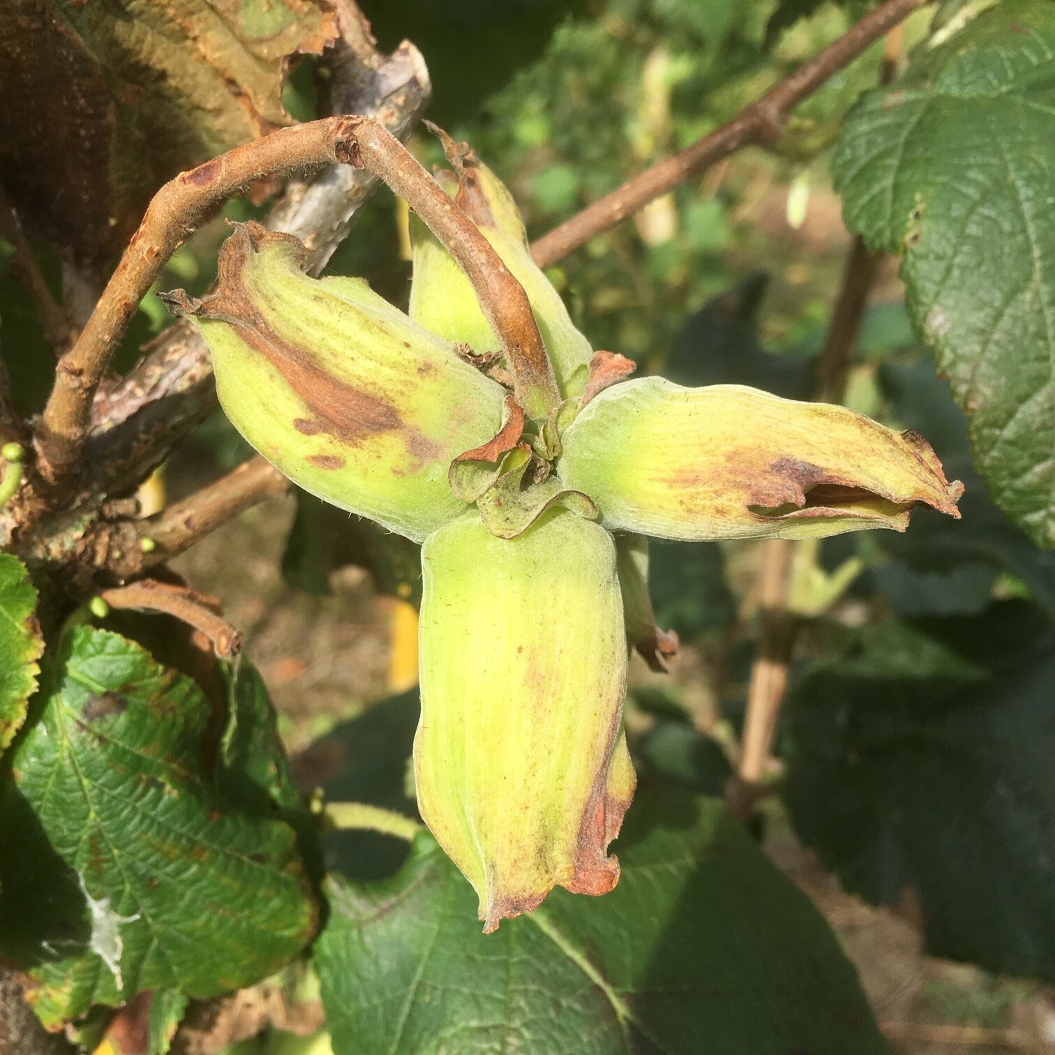 Nuts - Filberts