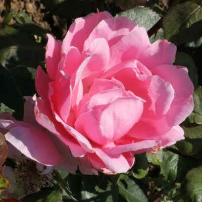 Modern Shrub Roses - from RV Roger Ltd.