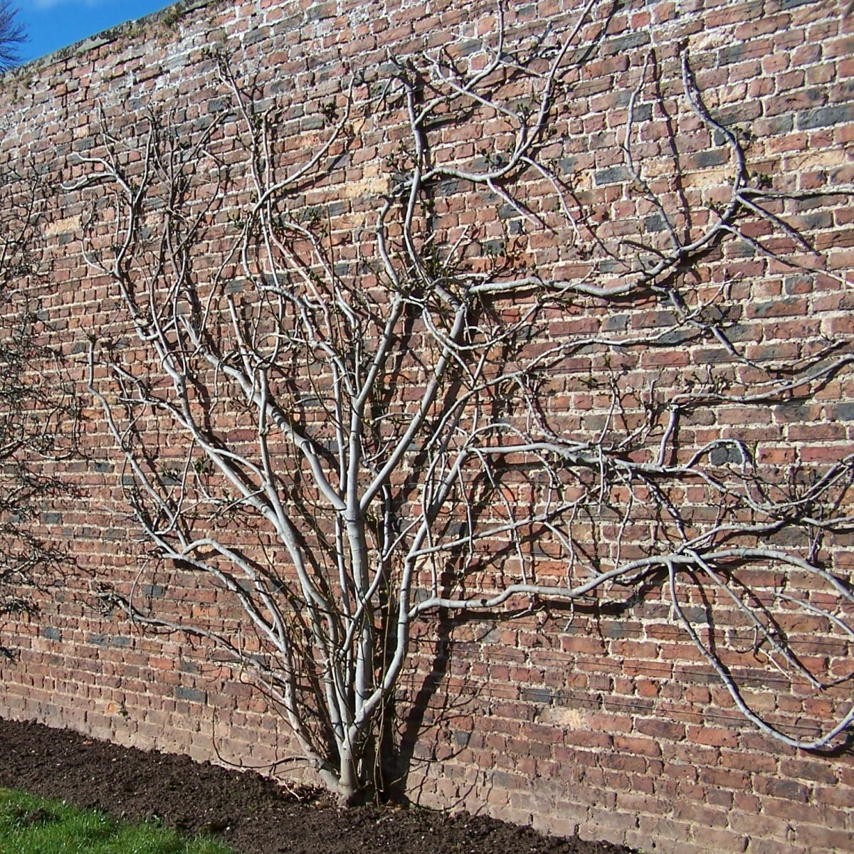 Trained fruit trees - buy online from R V Roger Ltd