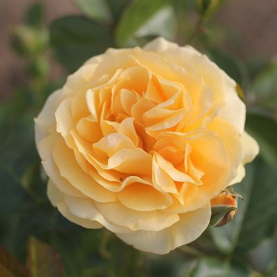 Roses - from RV Roger Ltd.