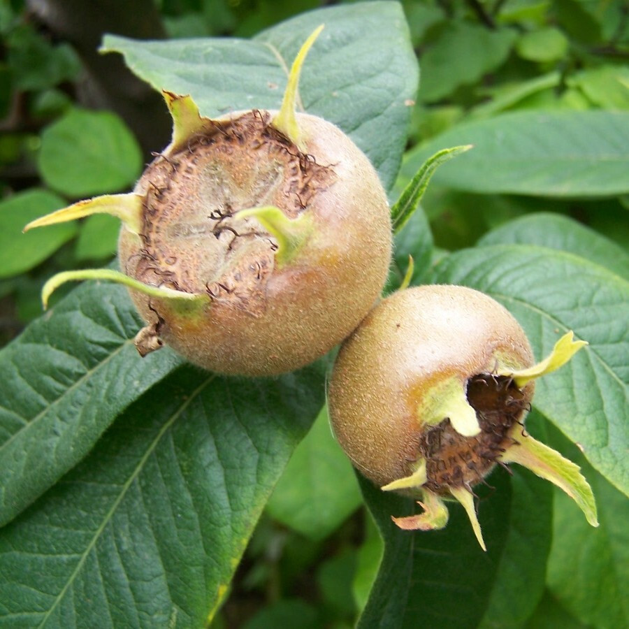 Medlar Trees - buy online from R V Roger Ltd