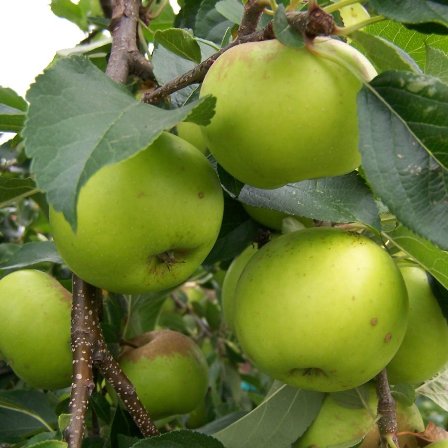 A Guide to Growing Cordon Fruit Trees - RV Roger Ltd