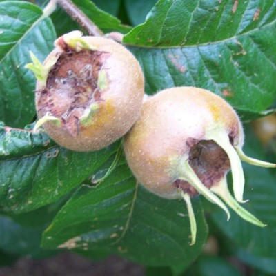 A Guide to Growing Medlars - RV Roger Ltd