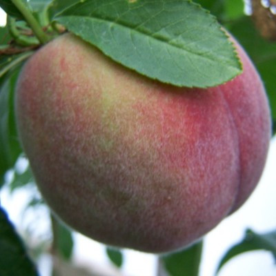 A Guide to Growing Peaches - RV Roger Ltd