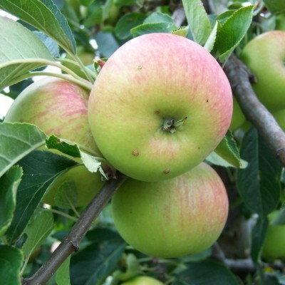 Fan-trained fruit trees - buy online from R V Roger Ltd