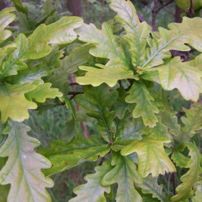 Trees - Quercus - RV Roger Ltd