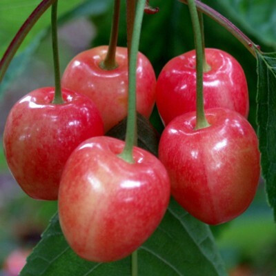 Fan-trained fruit trees - buy online from R V Roger Ltd