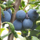 Damson Trees - buy online from R V Roger Ltd