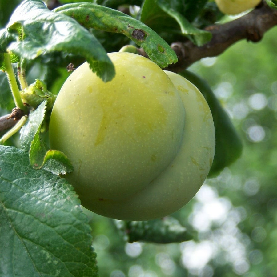 Greengage Trees - buy online from R V Roger Ltd