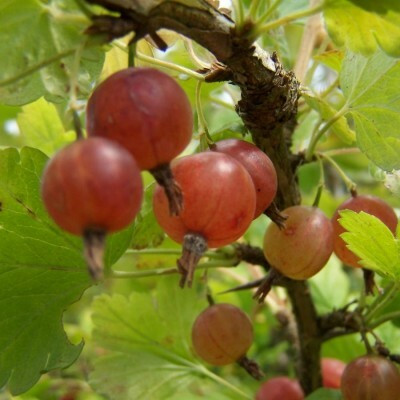 Worcesterberry bushes - from RV Roger Ltd.