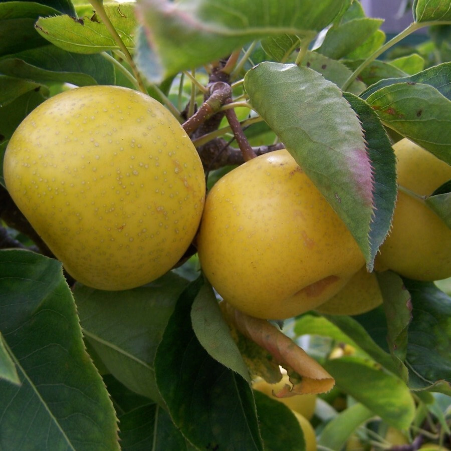 Nashi Pear Trees - buy online from R V Roger Ltd