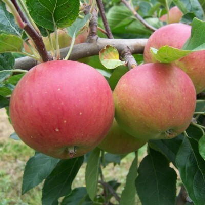 Espalier fruit trees - buy online from R V Roger Ltd