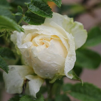 Roses - from RV Roger Ltd.