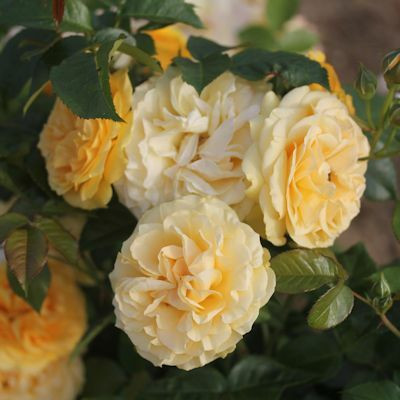 Floribunda Roses - from RV Roger Ltd. - Page 6
