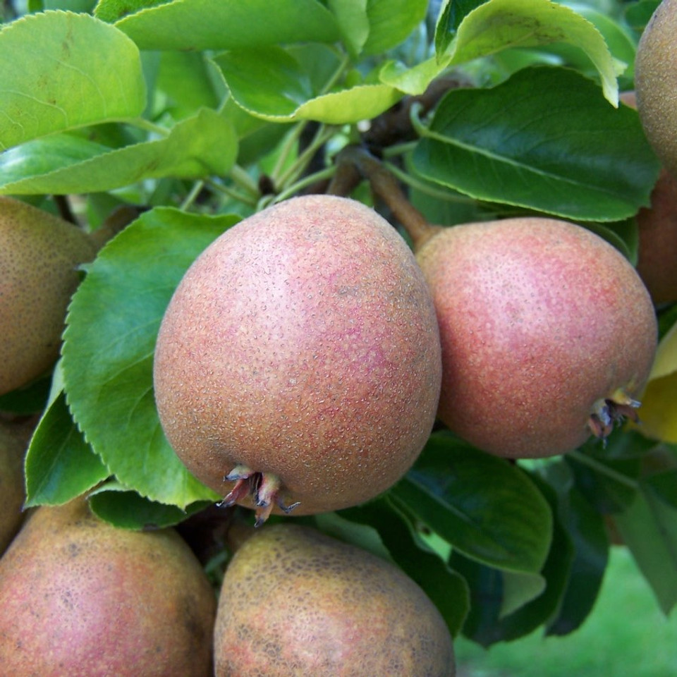A Guide to the Best Pear Varieties - RV Roger Ltd