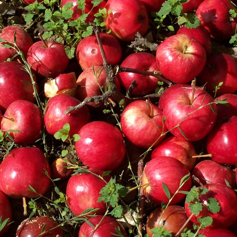 A Guide to Planning an Orchard - RV Roger Ltd