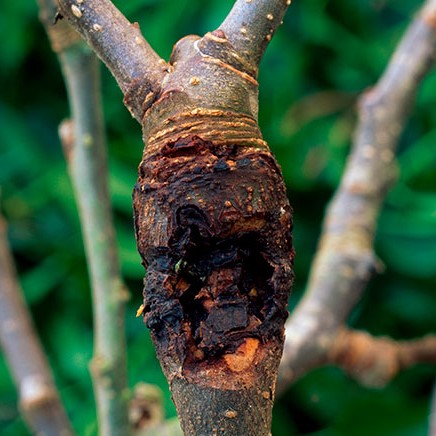 A Guide to Pear Tree Pests and Diseases - RV Roger Ltd