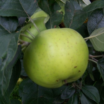 A Guide to Growing Cooking Apples - RV Roger Ltd