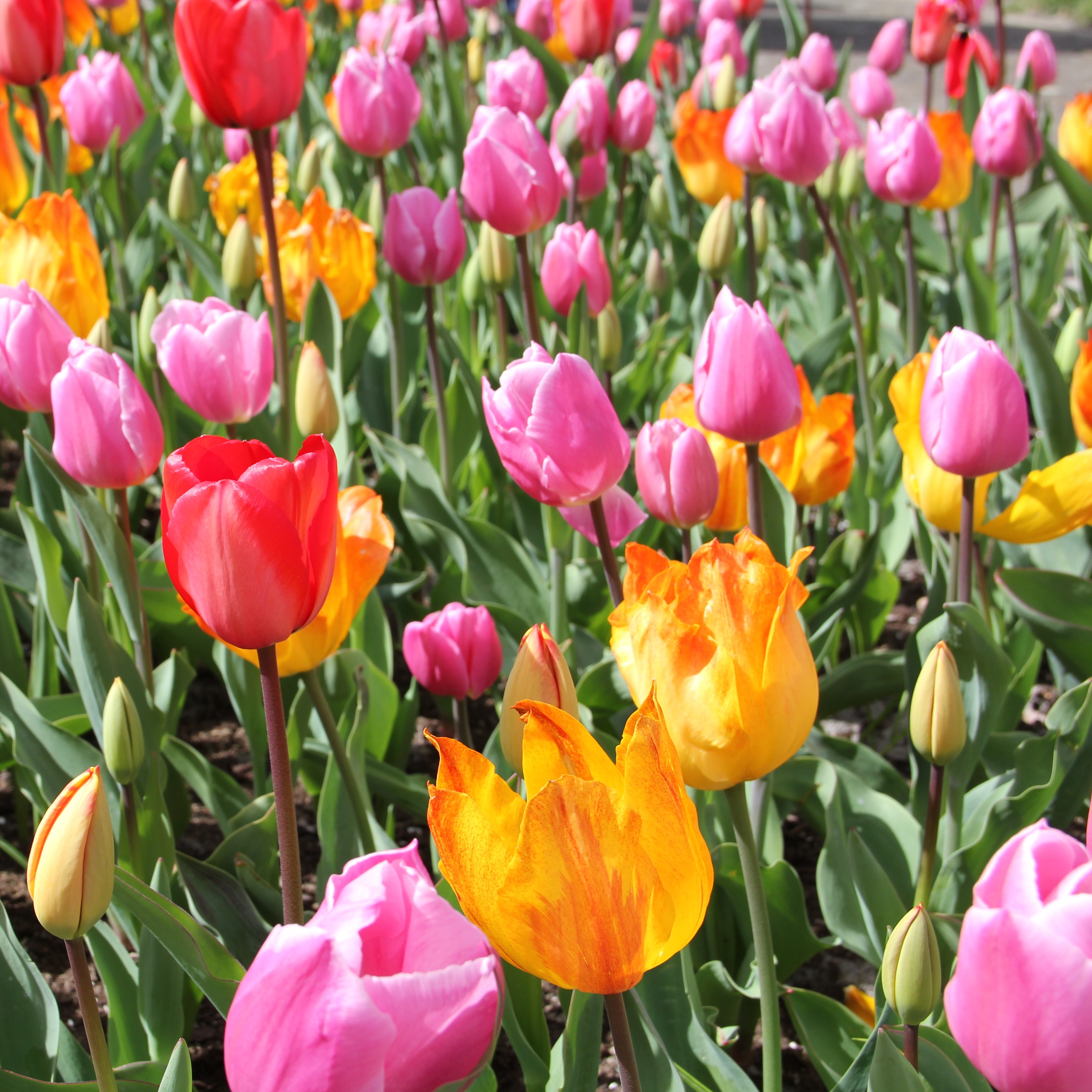 Tulips - A guide on how to understand the various divisions - RV Roger Ltd