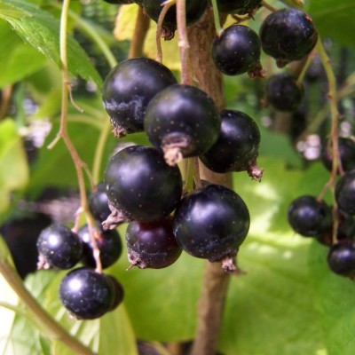 A Guide to Growing Blackcurrants - RV Roger Ltd