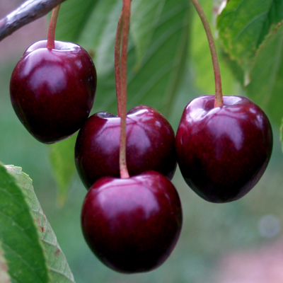 A Guide to Pruning Stone Fruit - RV Roger Ltd