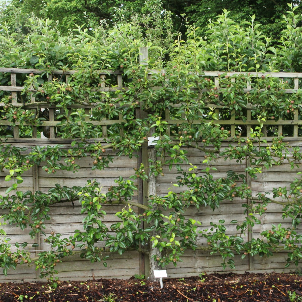 A Beginner's Guide to Growing Trained Fruit Trees - RV Roger Ltd